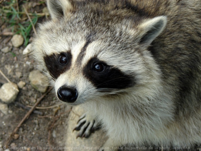 RATON LAVEUR - Extermination et capture de Ratons laveurs (Gestion ...